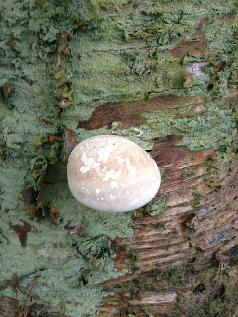 Birch Polypore