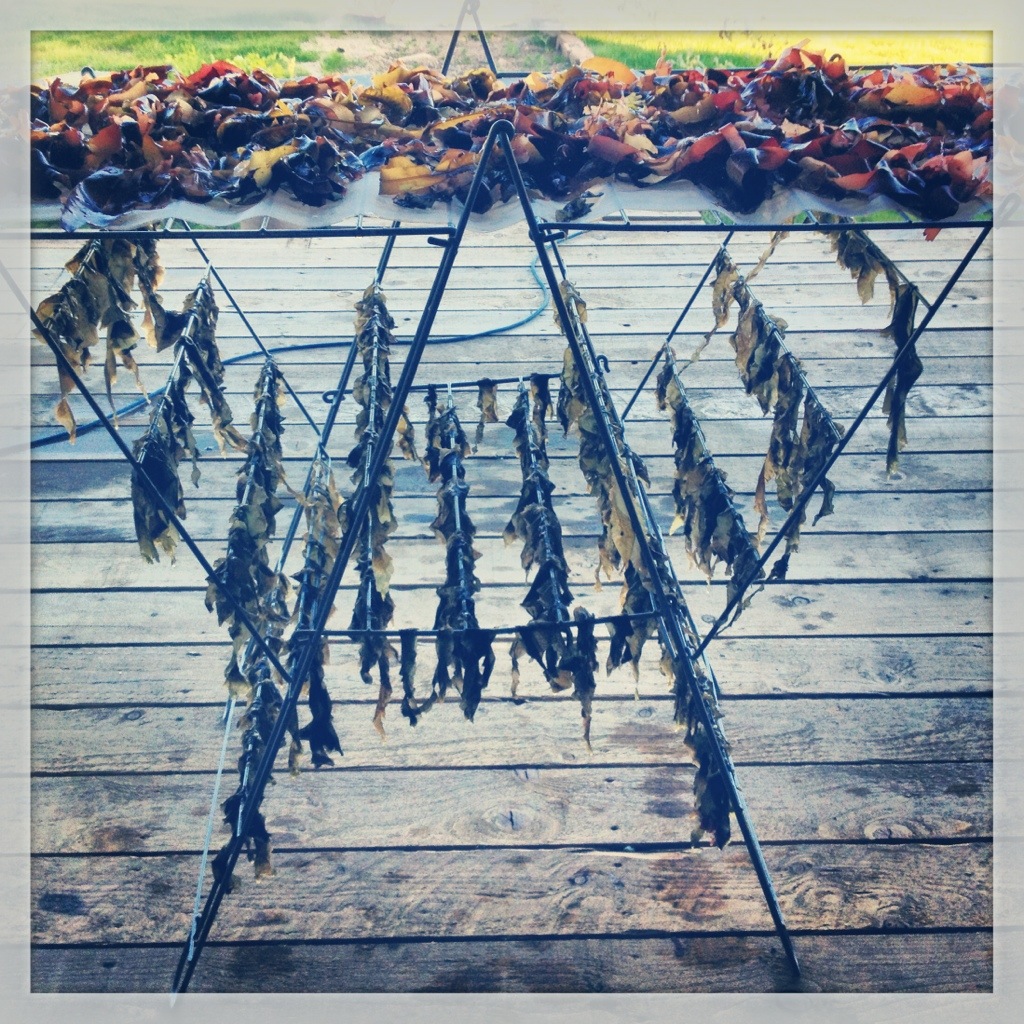 How to Dry Seaweed - Mo Wilde