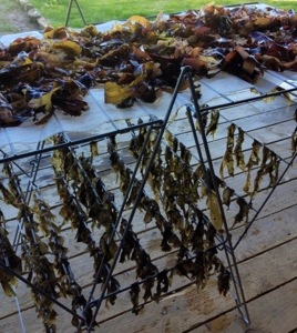 How to Dry Seaweed - Mo Wilde