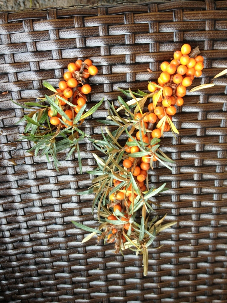 How to pick Sea Buckthorn berries - Mo Wilde