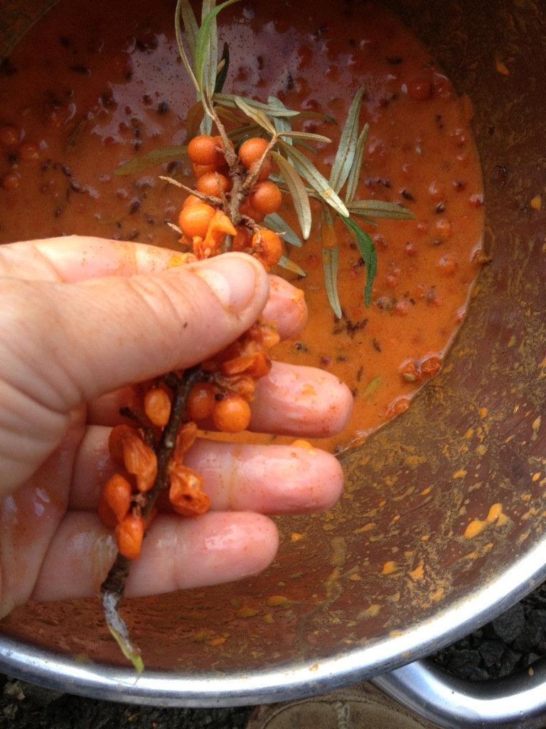 How to pick Sea Buckthorn berries - Mo Wilde