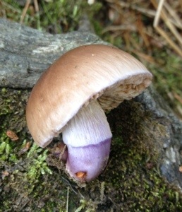 Purple Stocking Webcap - Mo Wilde