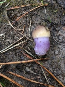 Purple Stocking Webcap - Mo Wilde