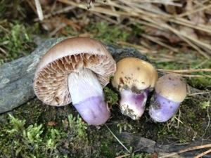 Purple Stocking Webcap - Mo Wilde