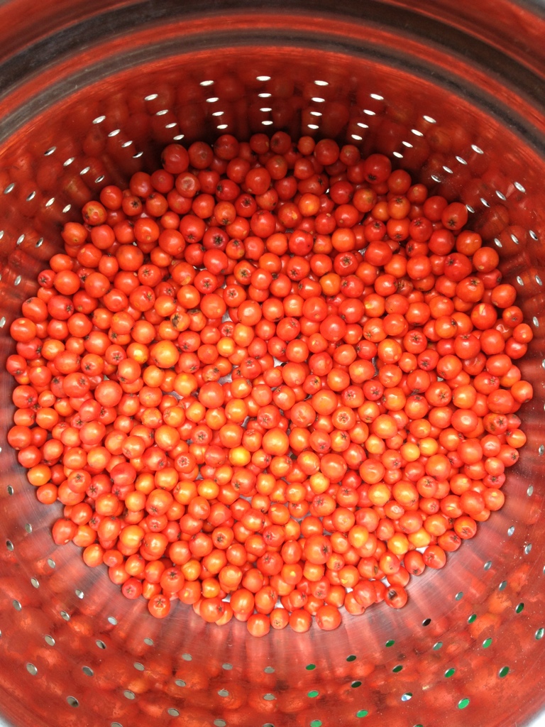 Rowan berries - Sorbus aucuparia - Mo Wilde