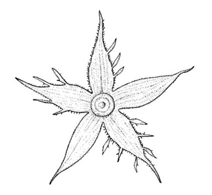 The answer to the Rose Riddle - Mo Wilde