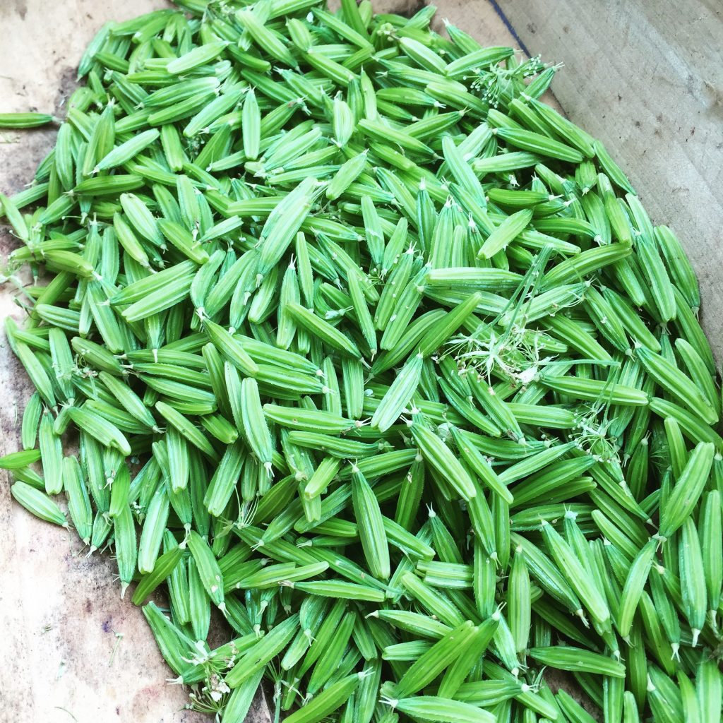 Edible Seeds & Wild Spice Conversion Chart - Mo Wilde